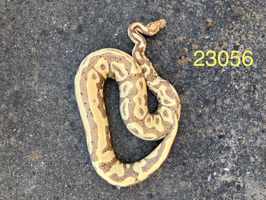 Leopard Banana Arroyo Het Clown Female 1,100g Ball Python by SOS Amador