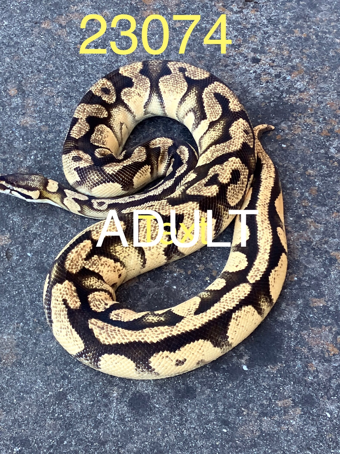 Super Orange Dream Pastel Yellowbelly Female Adult Ball Python by SOS ...
