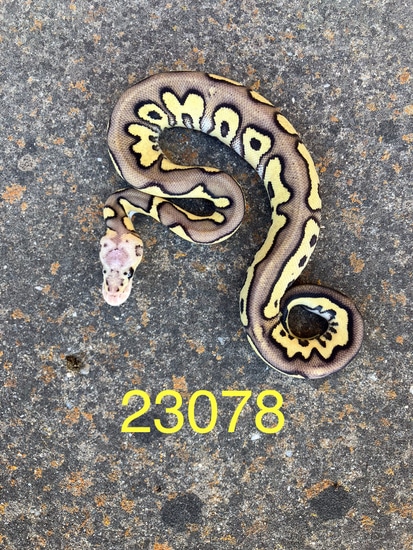 Chocolate Fire Pastel Clown Ball Python by SOS Amador