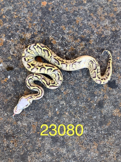 Hurricane Leopard Vanilla Pastel Fire Het Clown Ball Python by SOS Amador