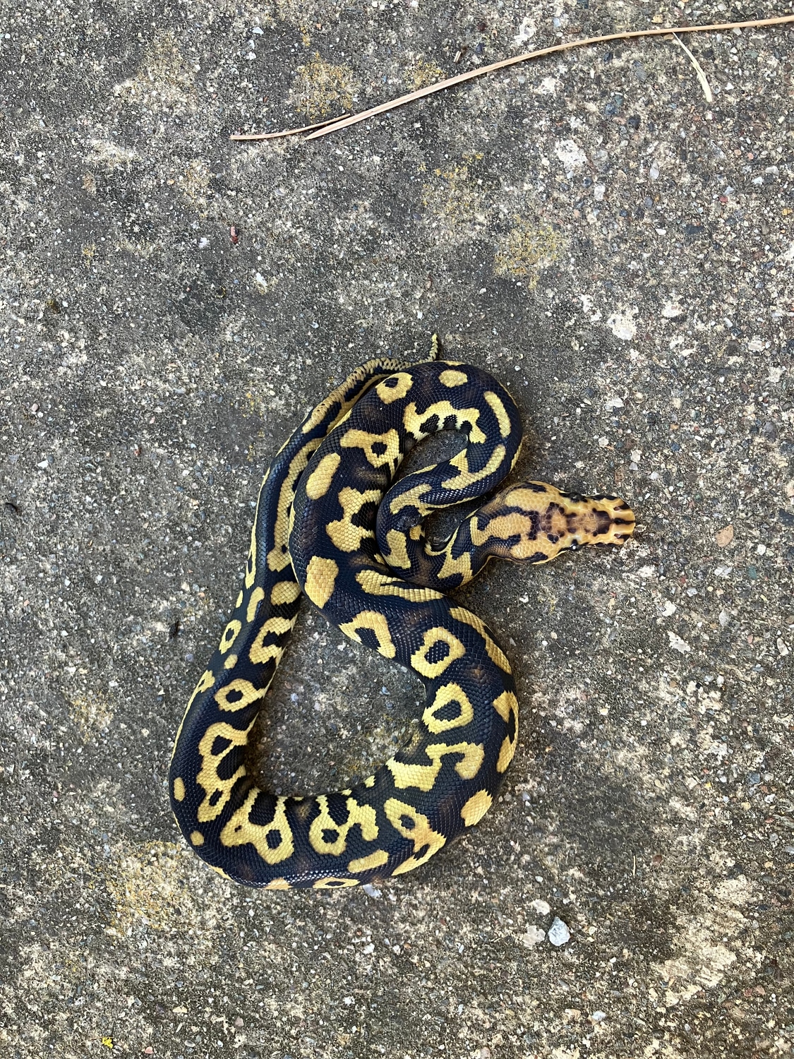 Dark Night Ball Python by SOS Amador - MorphMarket