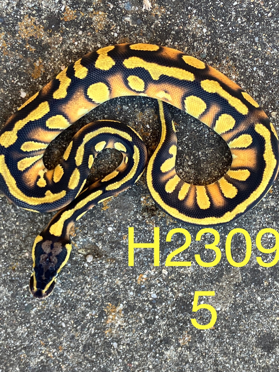 Blackhead Orange Dream Enchi Pastel Mask Het Clown Ball Python by SOS ...