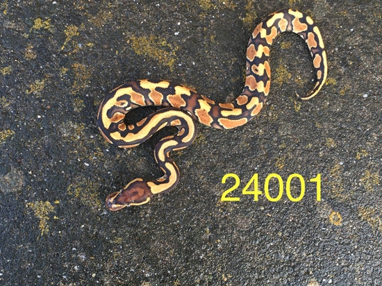 Special Orange Dream Yellowbelly Fire Het Clown Female Ball Python by ...