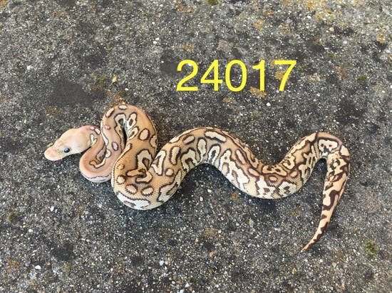 Special Spotnose Cinnamon Clown Ball Python by SOS Amador