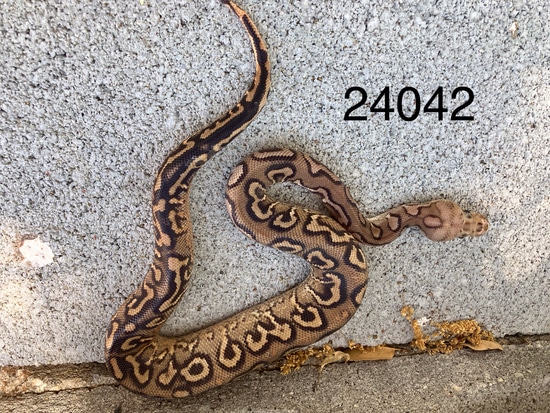 Blackhead Cinnamon Clown Pos Mask Ball Python by SOS Amador