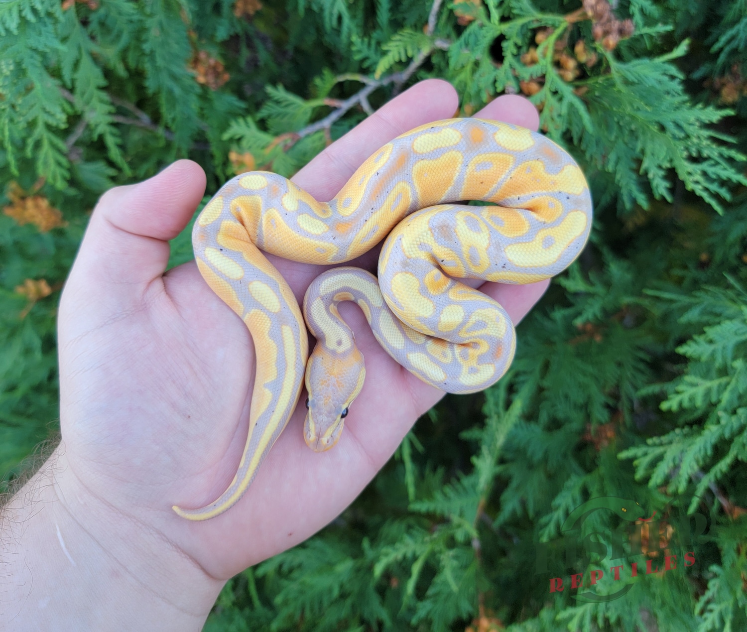 Banana Het Piebald Ball Python by Fisher Reptiles - MorphMarket