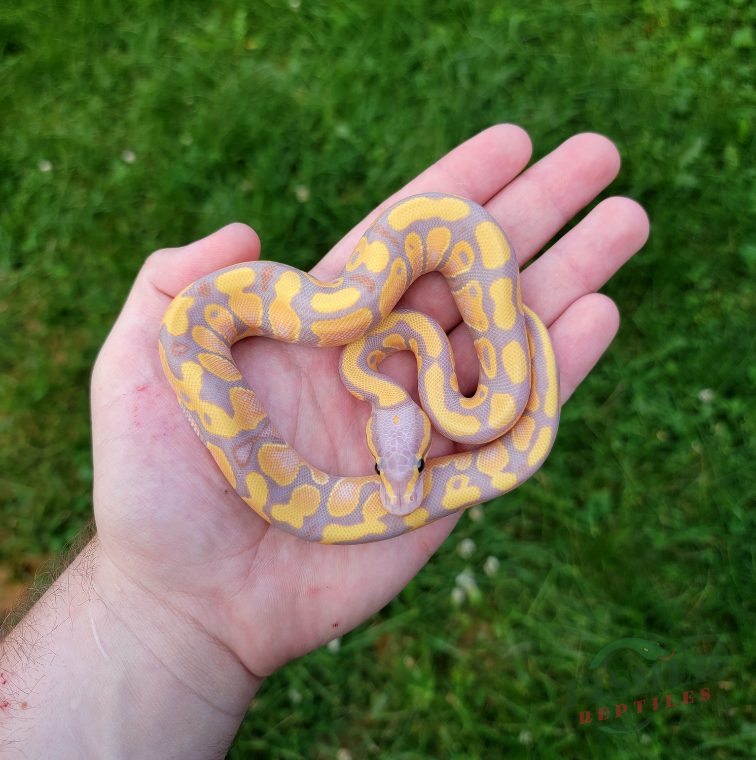 Banana Het Clown Ball Python by Fisher Reptiles - MorphMarket