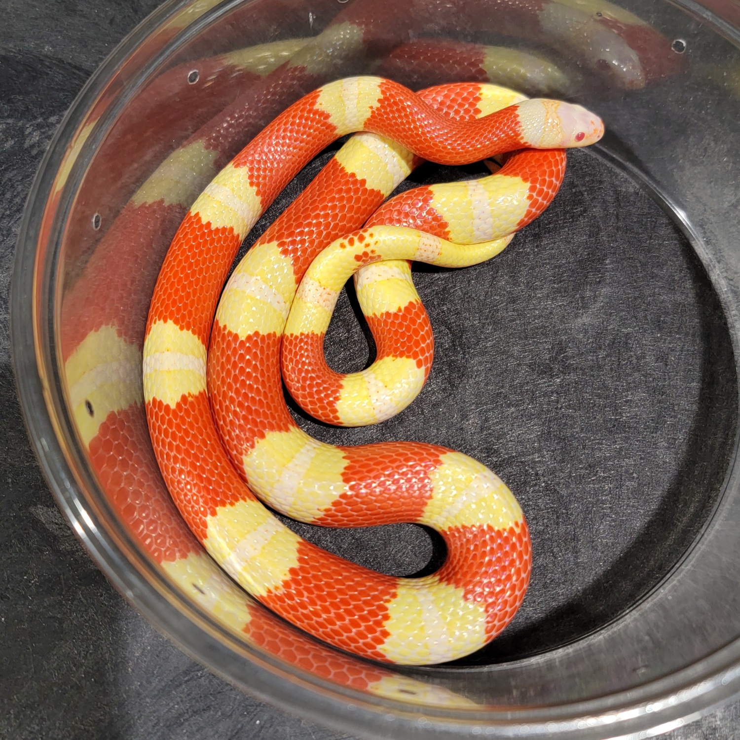 Yellow Albino Nelson's Milk Snake by Fisher Reptiles - MorphMarket