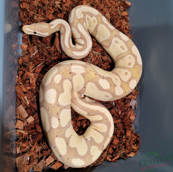 Banana Het Piebald Ball Python by Fisher Reptiles