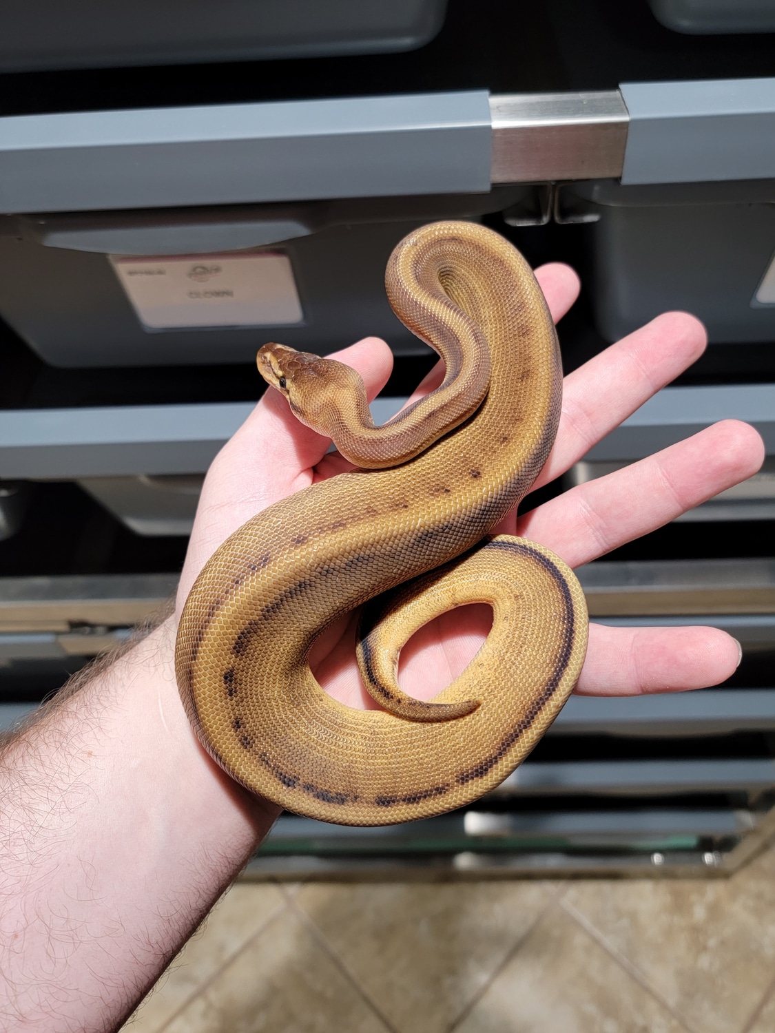 Genetic Stripe Ball Python by Fisher Reptiles - MorphMarket