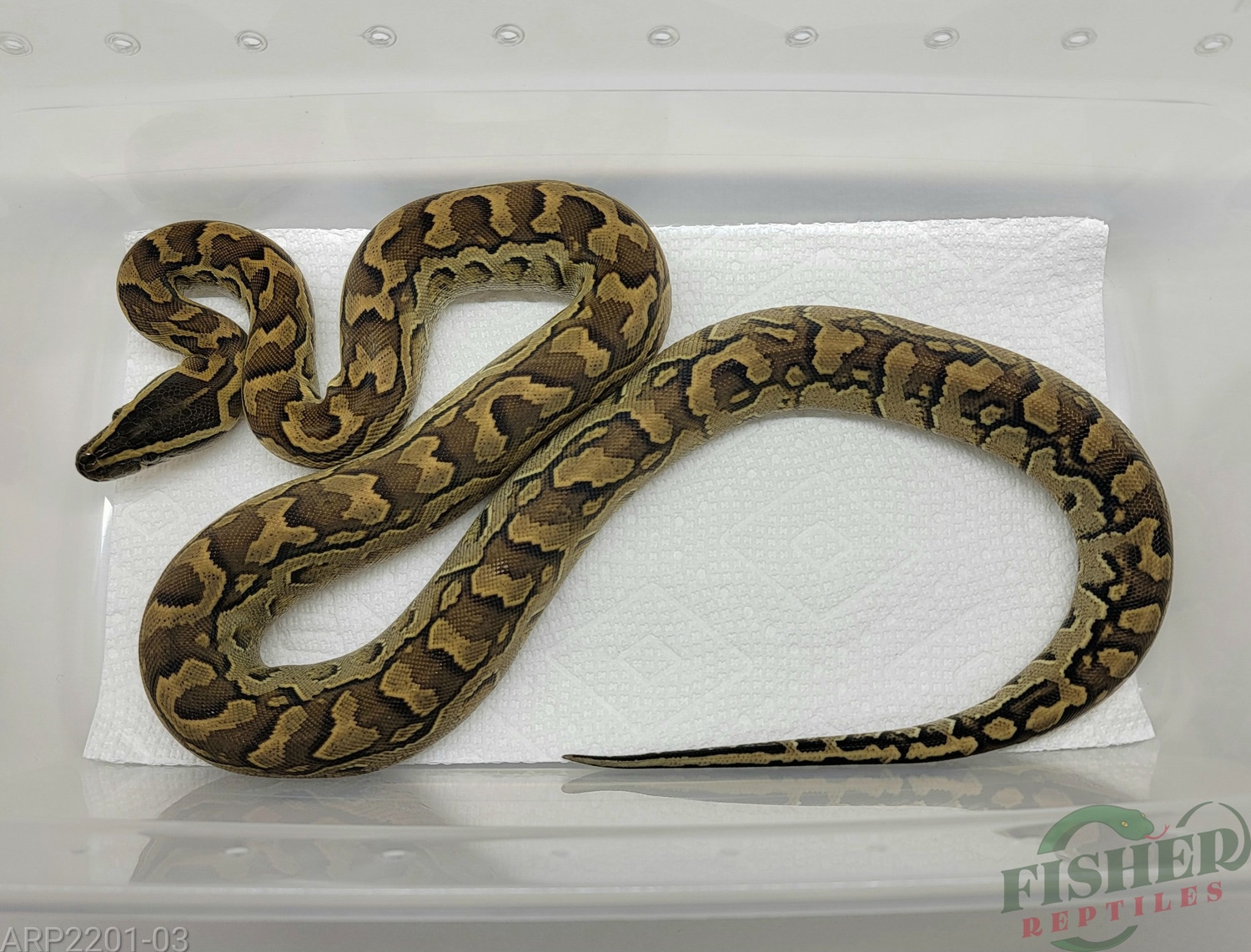 Rock Python by Fisher Reptiles - MorphMarket