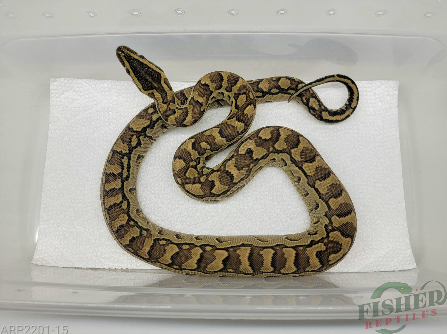 African Rock Python by Fisher Reptiles - MorphMarket