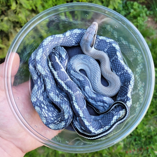 Vietnamese Blue Beauty Beauty Rat Snake by Fisher Reptiles