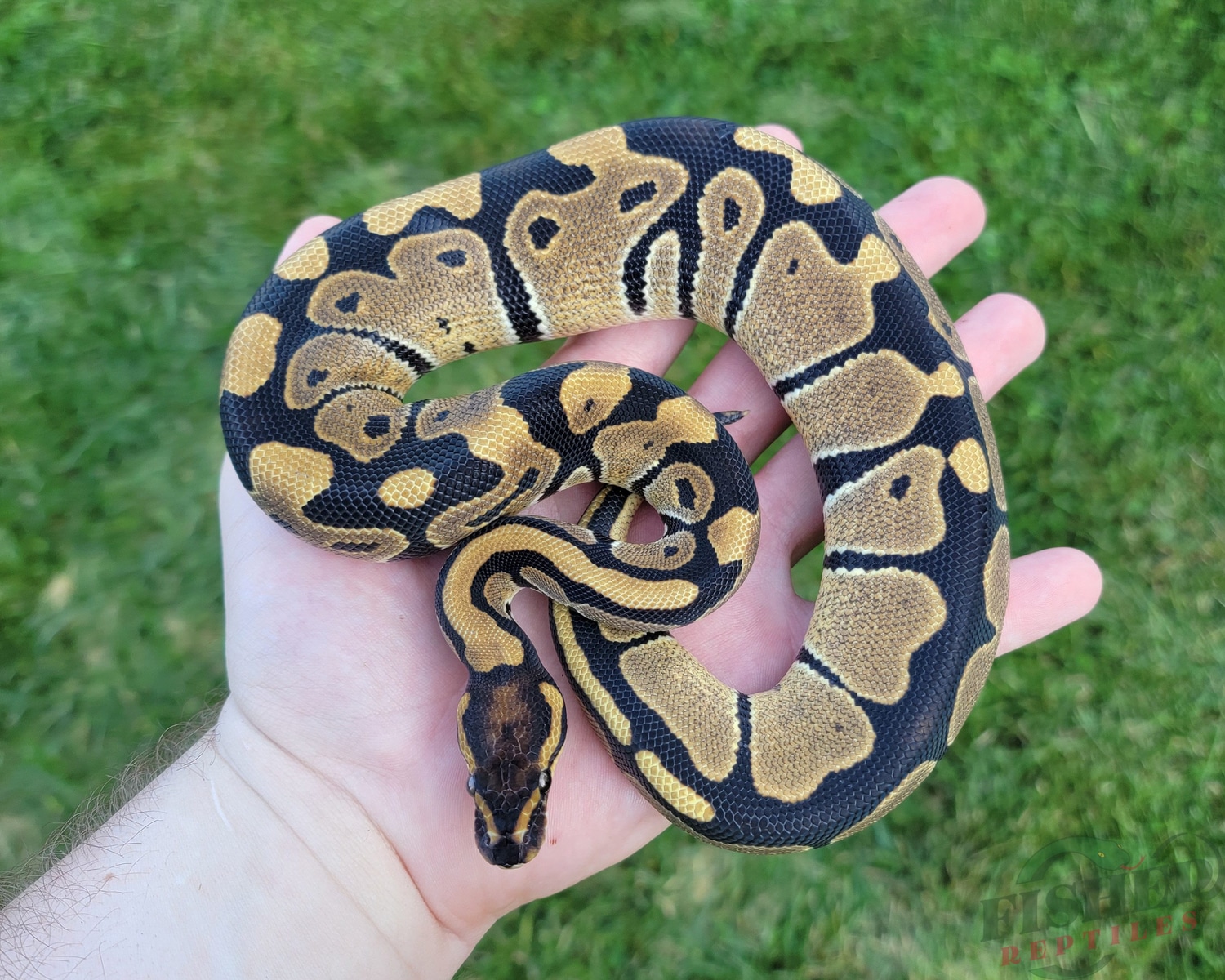 Het Desert Ghost Ball Python by Fisher Reptiles - MorphMarket