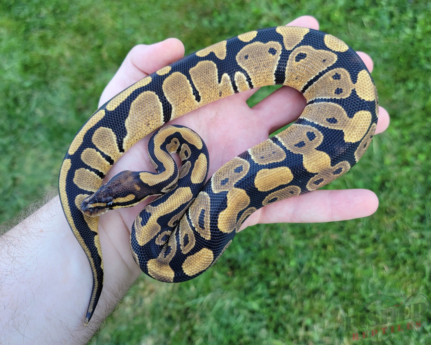400g Het Desert Ghost Ball Python by Fisher Reptiles - MorphMarket