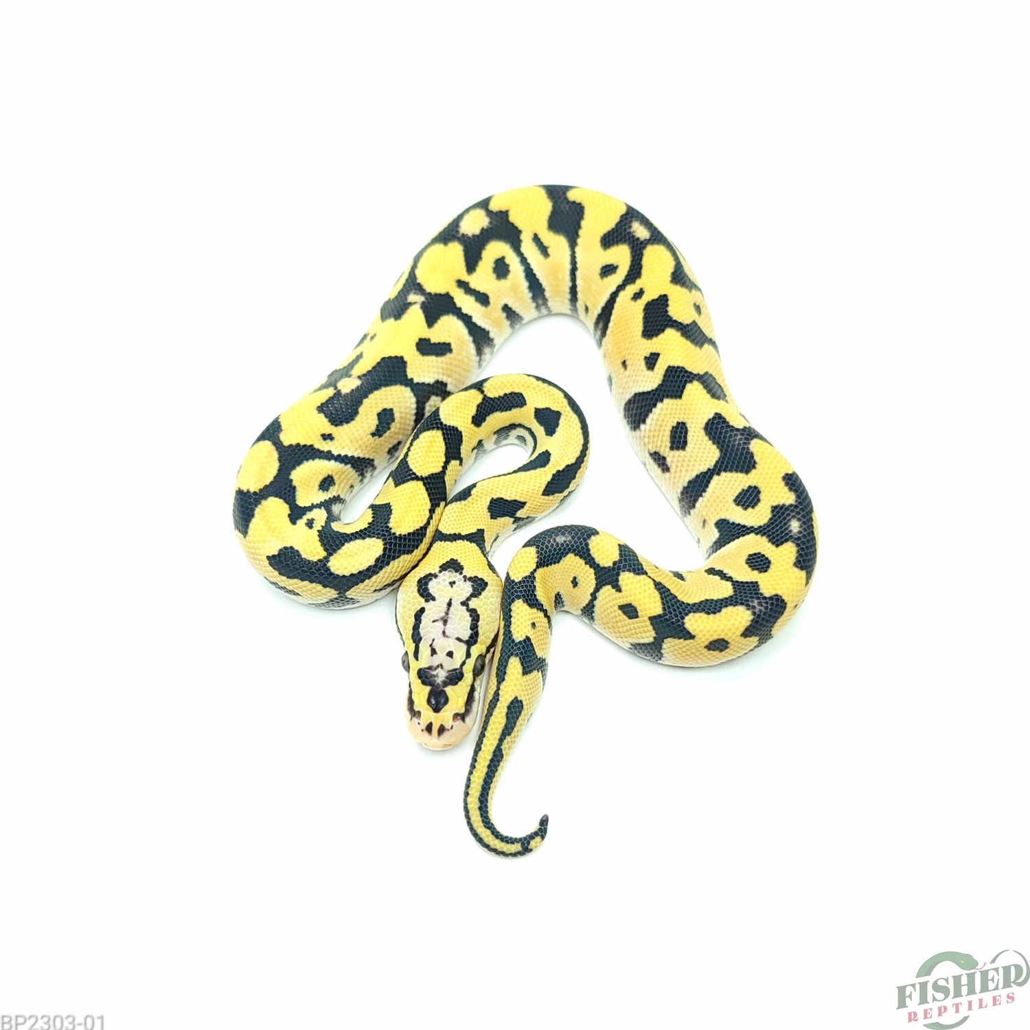Pastel Desert Ghost Crypton Ball Python by Fisher Reptiles - MorphMarket