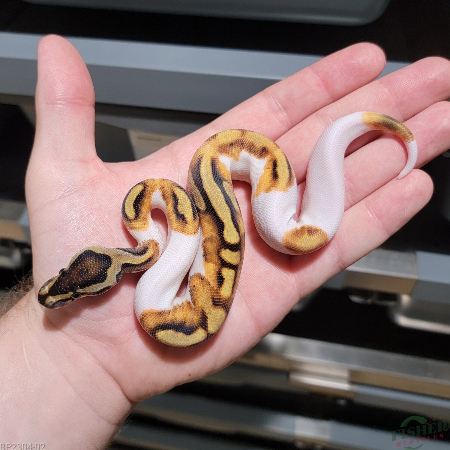 Enchi Piebald (Free Shipping!) Ball Python by Fisher Reptiles - MorphMarket