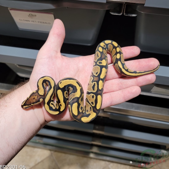 Fire Het Clown Ball Python (Free Shipping!) by Fisher Reptiles