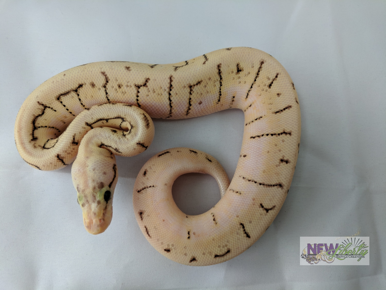 Spinnerblast Ball Python by New Liberty Reptile Creations - MorphMarket