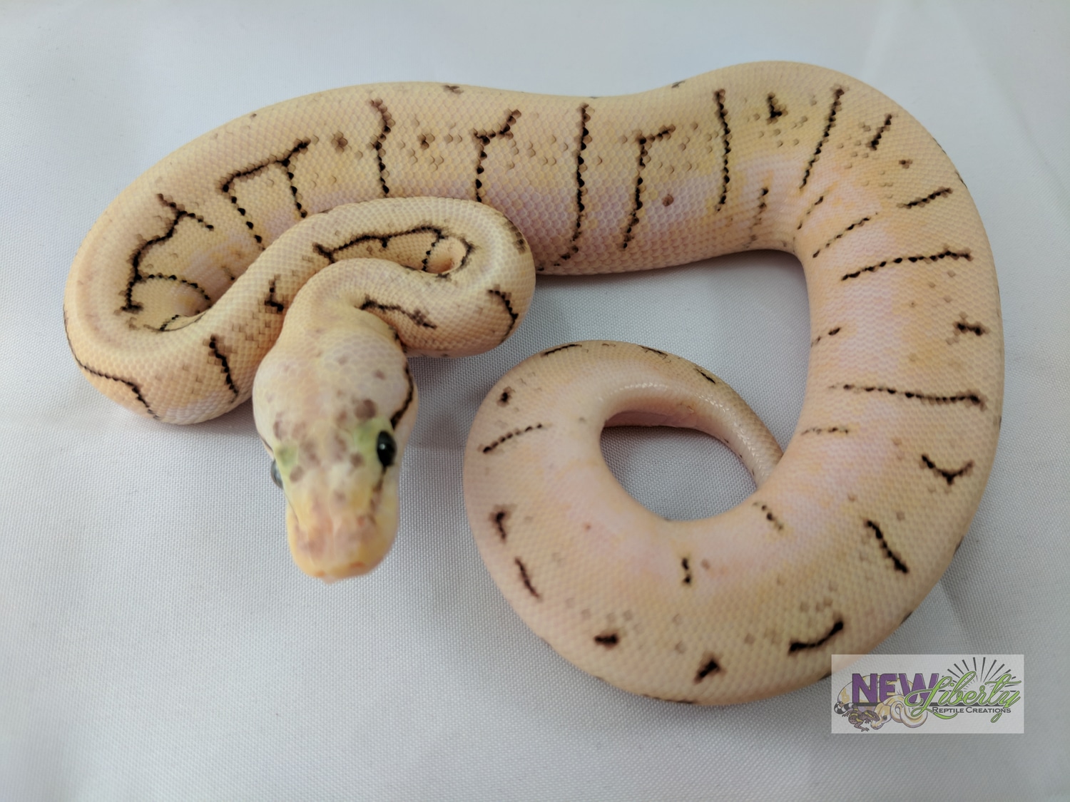 Spinnerblast Ball Python by New Liberty Reptile Creations - MorphMarket