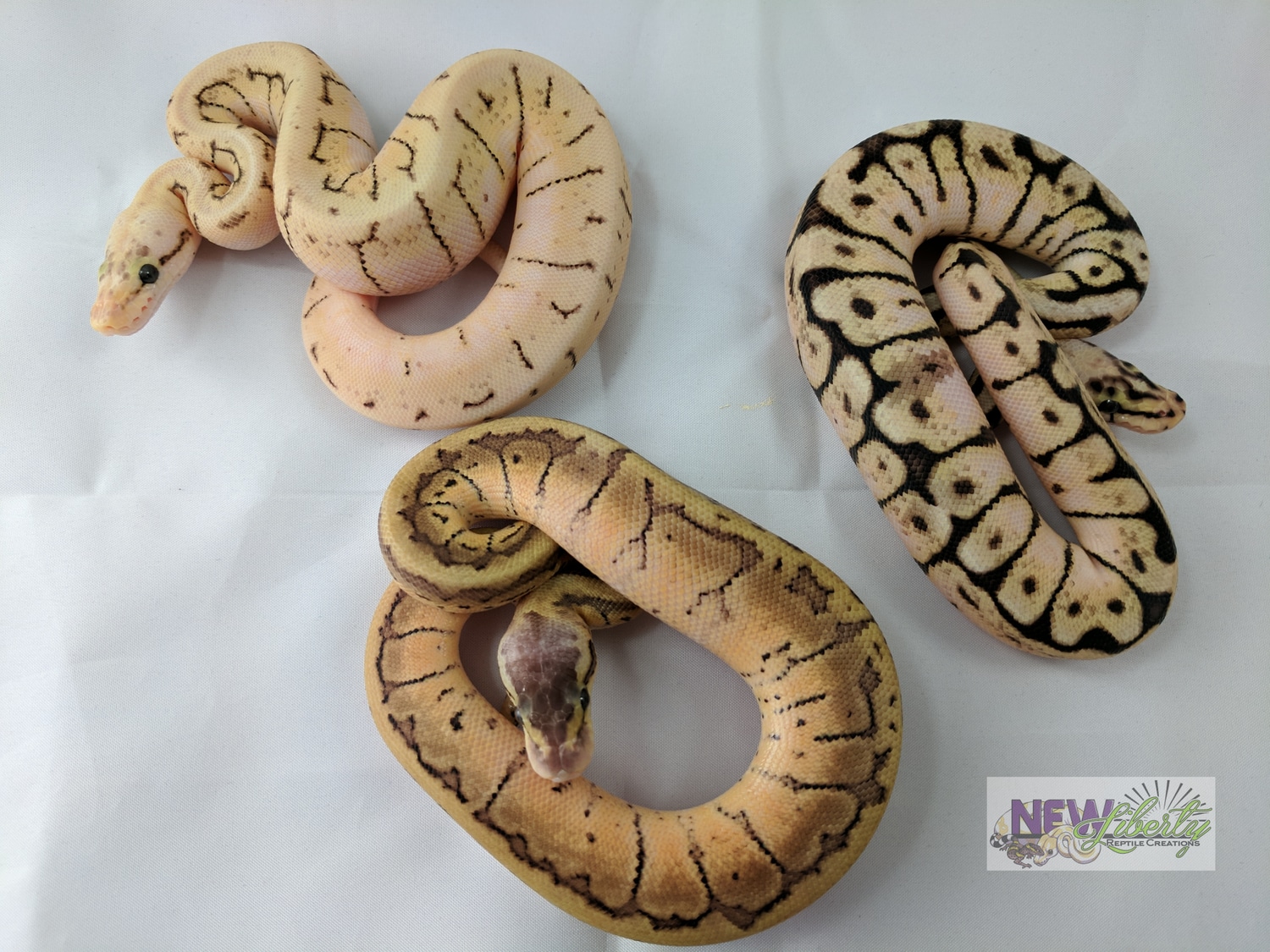 Spinnerblast Ball Python by New Liberty Reptile Creations - MorphMarket