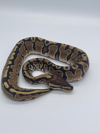 Special Tango Ball Python by Fishlock Reptiles