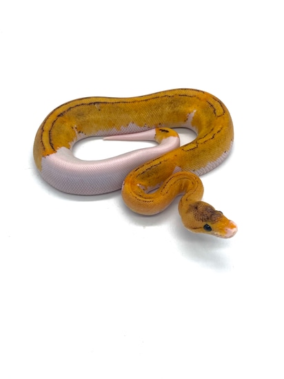Champagne Tango Ball Python by Fishlock Reptiles