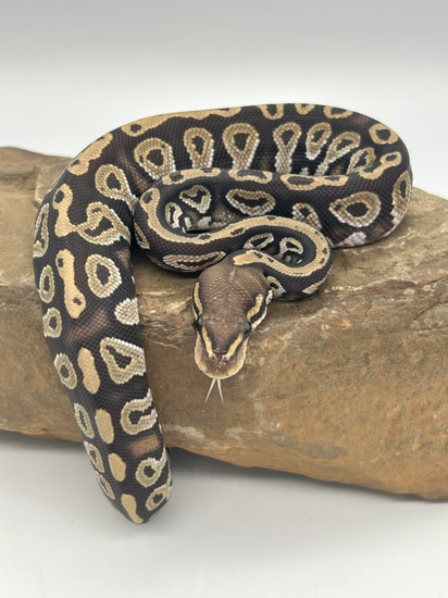 Blackhead Hypo Ball Python by Fishlock Reptiles