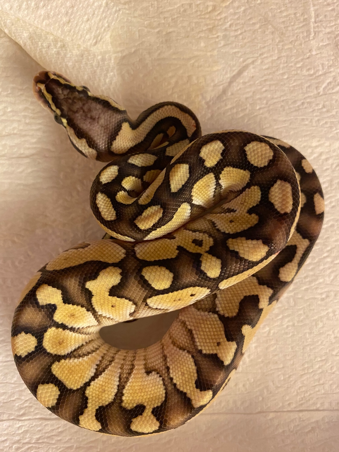 Butter Pastel Ball Python by J&S reps - MorphMarket