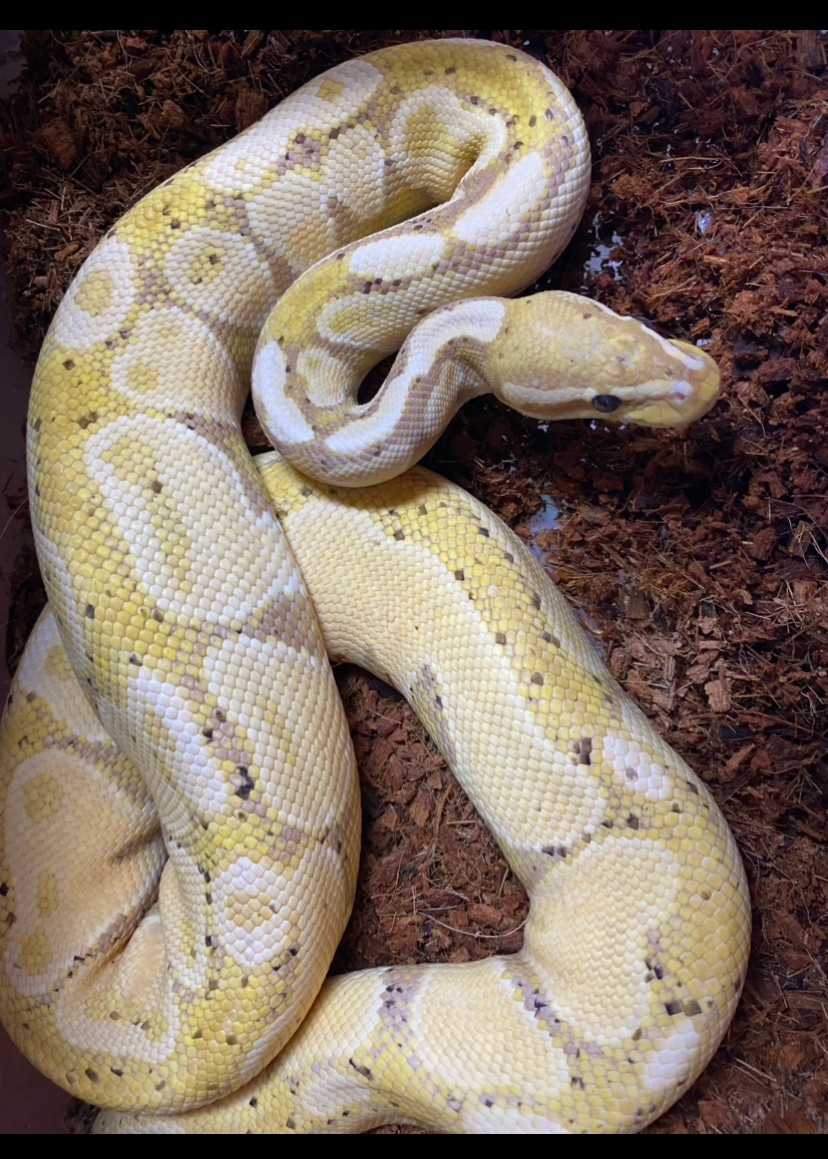Banana Pastel Ball Python by J&S reps - MorphMarket