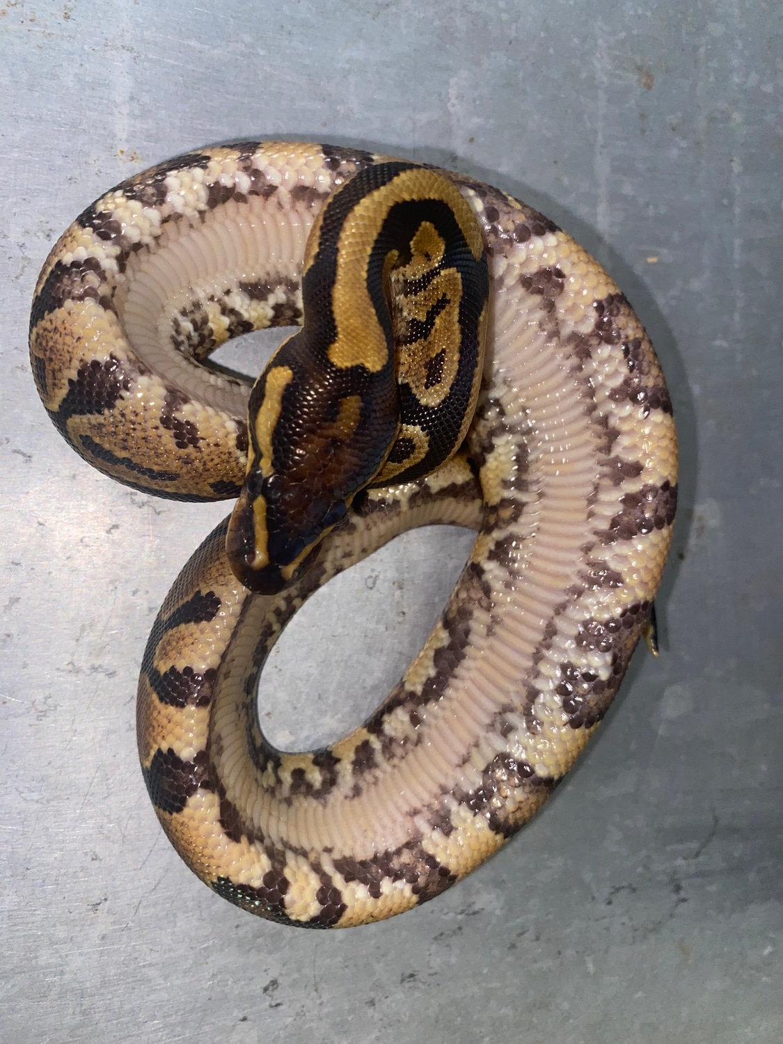 Yellowbelly Ball Python by J&S reps - MorphMarket