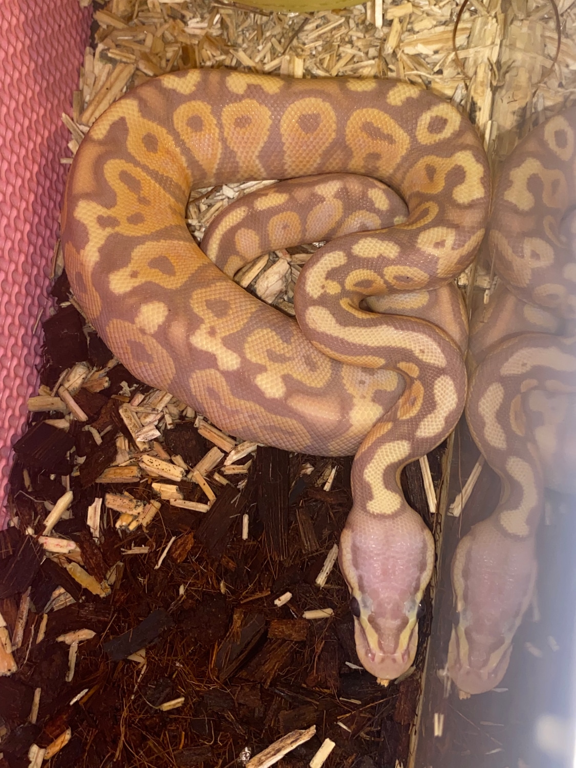 Banana Pastel Ball Python by J&S reps - MorphMarket