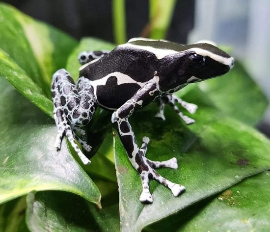 Dendrobates Tinctorius Vanessa Froglets Dyeing Dart Frog by JurassicJohn