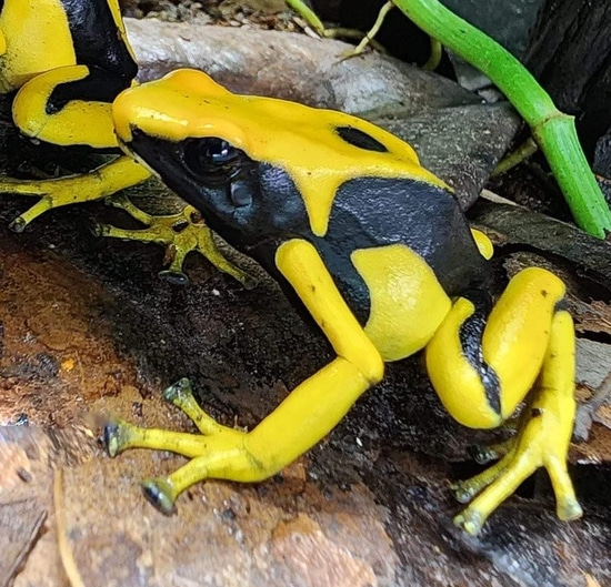 Dendrobates Tinctorius Matecho Froglets Dyeing Dart Frog by JurassicJohn