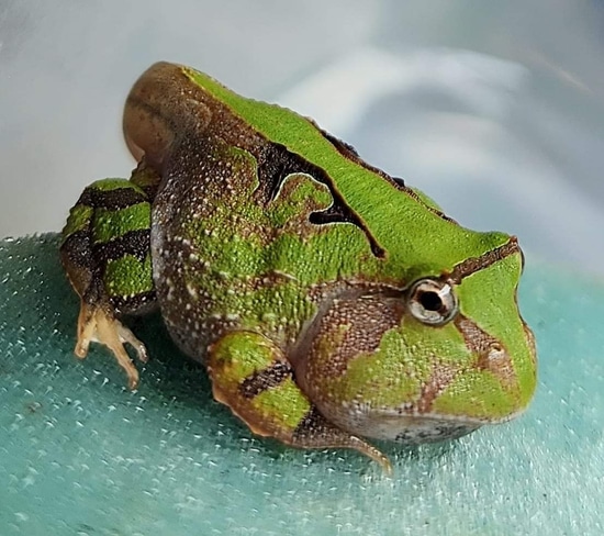 CB '23 Adult Green Suriname Horned Frogs Pacman Frog by JurassicJohn