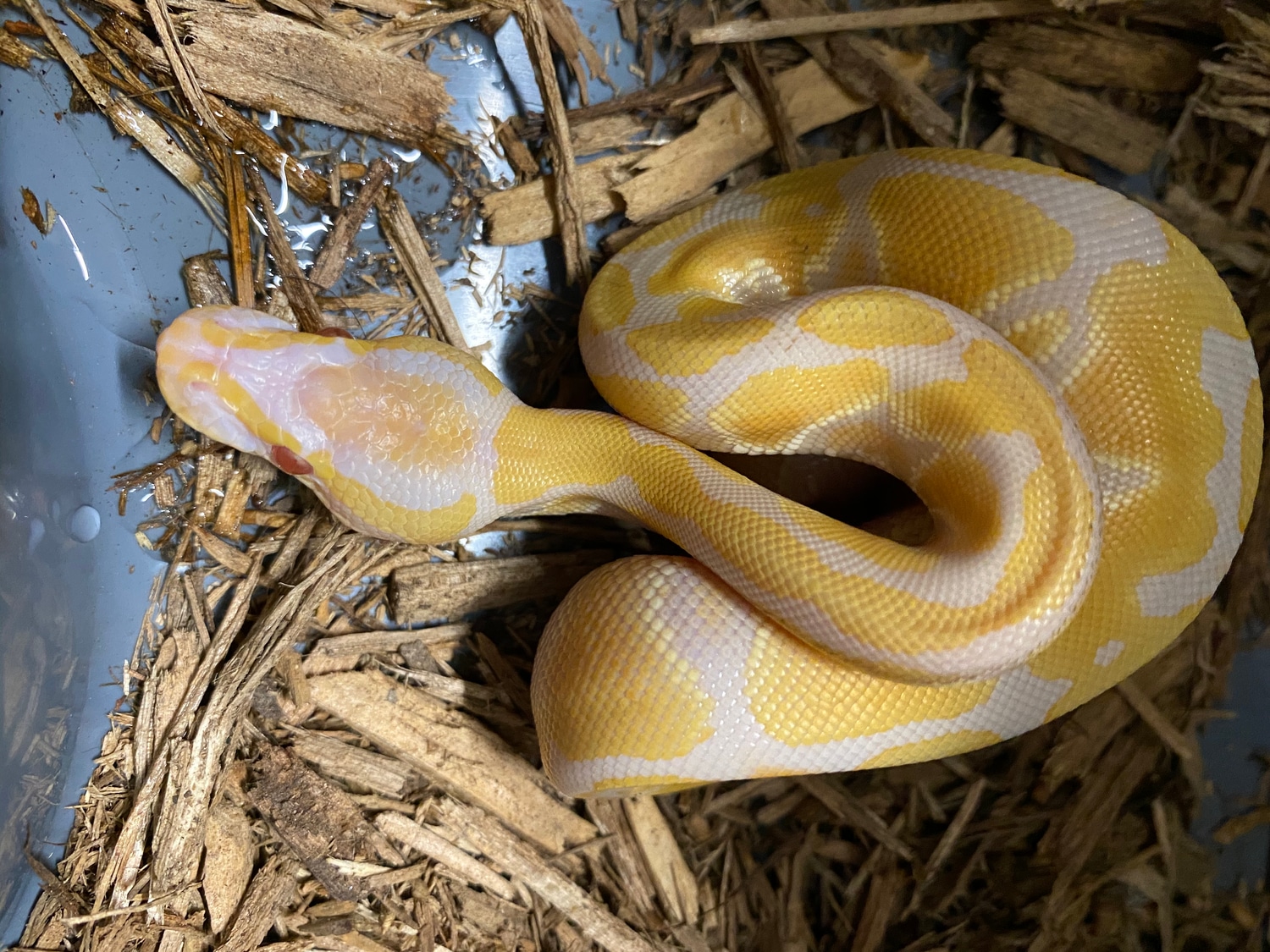 Toffino Ball Python by Trails End Reptiles - MorphMarket