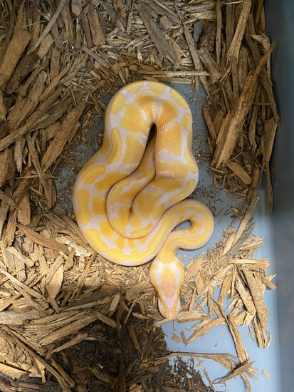TOFFINO Ball Python by Trails End Reptiles