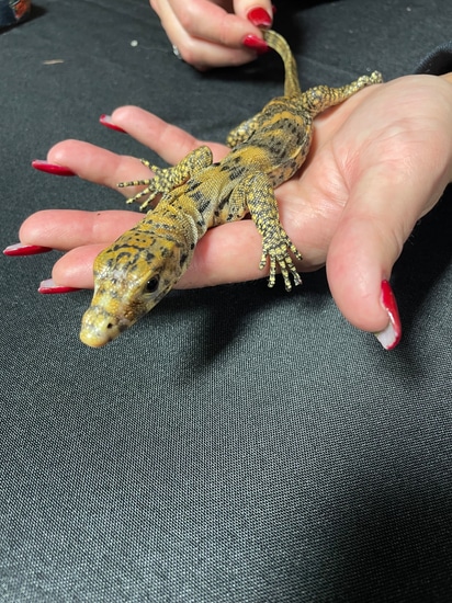 Sulfur Water Monitor by Fishys & Friends