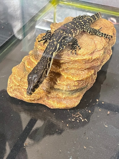 Java Water Monitor by Fishys & Friends