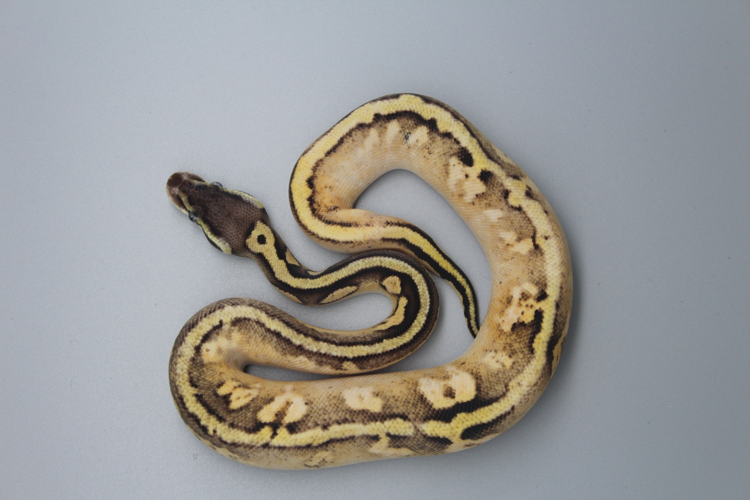 Firefly Calico Yellowbelly Ball Python by Fistful of Reptiles - MorphMarket