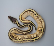 Firefly Calico Yellowbelly Ball Python by Fistful of Reptiles - MorphMarket