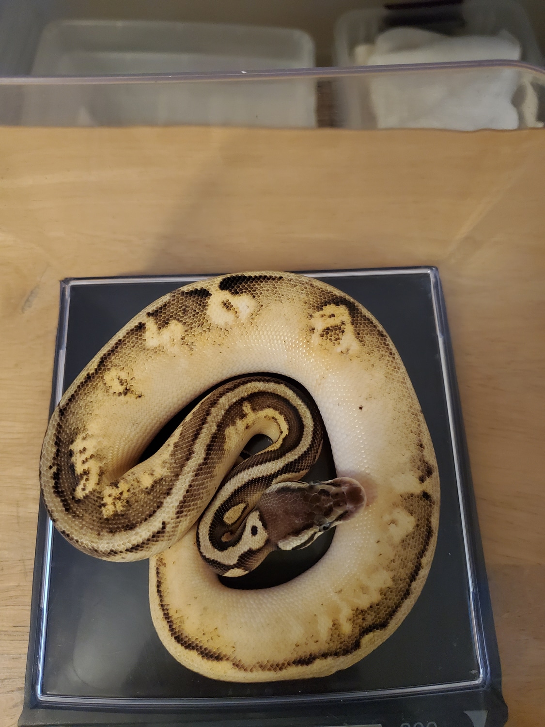 Firefly Calico Yellowbelly Ball Python by Fistful of Reptiles - MorphMarket