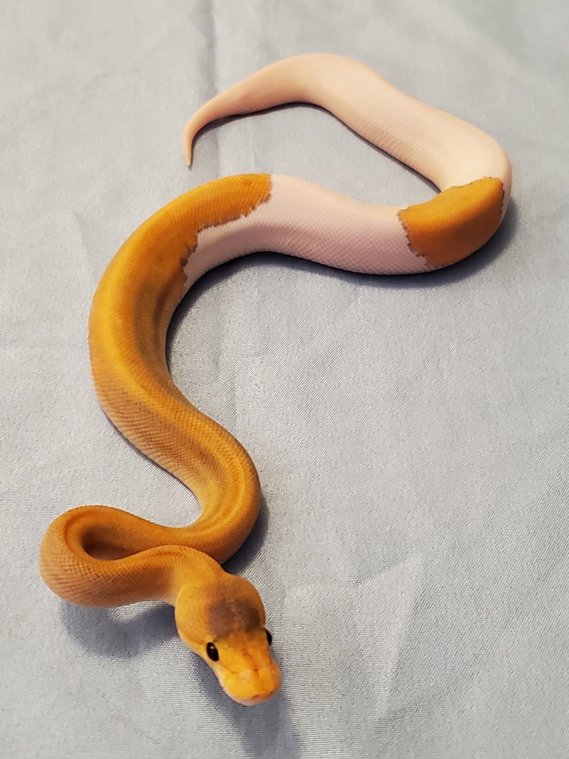 Champagne Hypo Ball Python by Fistful of Reptiles - MorphMarket