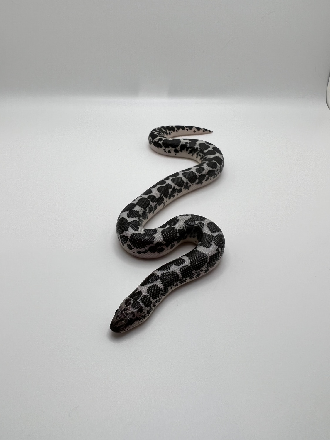 Anery Kenyan Sand Boa by Five Oh Exotics - MorphMarket