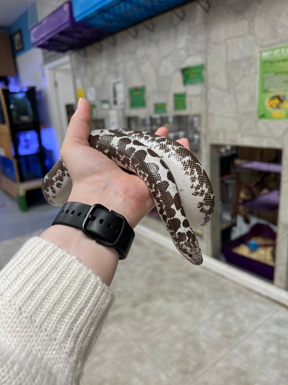 Anery Adult Female Kenyan Sand Boa by Five Oh Exotics