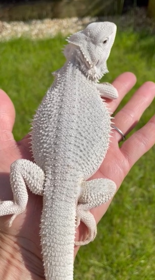 Hypo Zero Male 6 Months Het Translucent Central Bearded Dragon by EMS ...