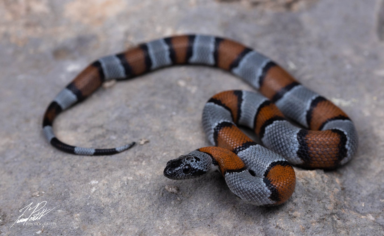 F1 Howard Draw (Crockett County) Alterna Gray-banded Kingsnake by ...