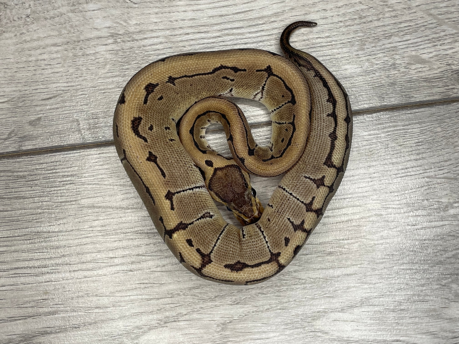 Pinstripe Ball Python by Hoggzexotics - MorphMarket