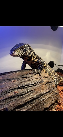 Tegu Argentine Tegus by Hoggzexotics