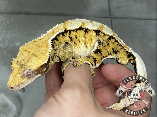 Gorgeous Extreme Harlequin Yellow Tri-Color Male Crested Gecko by ...